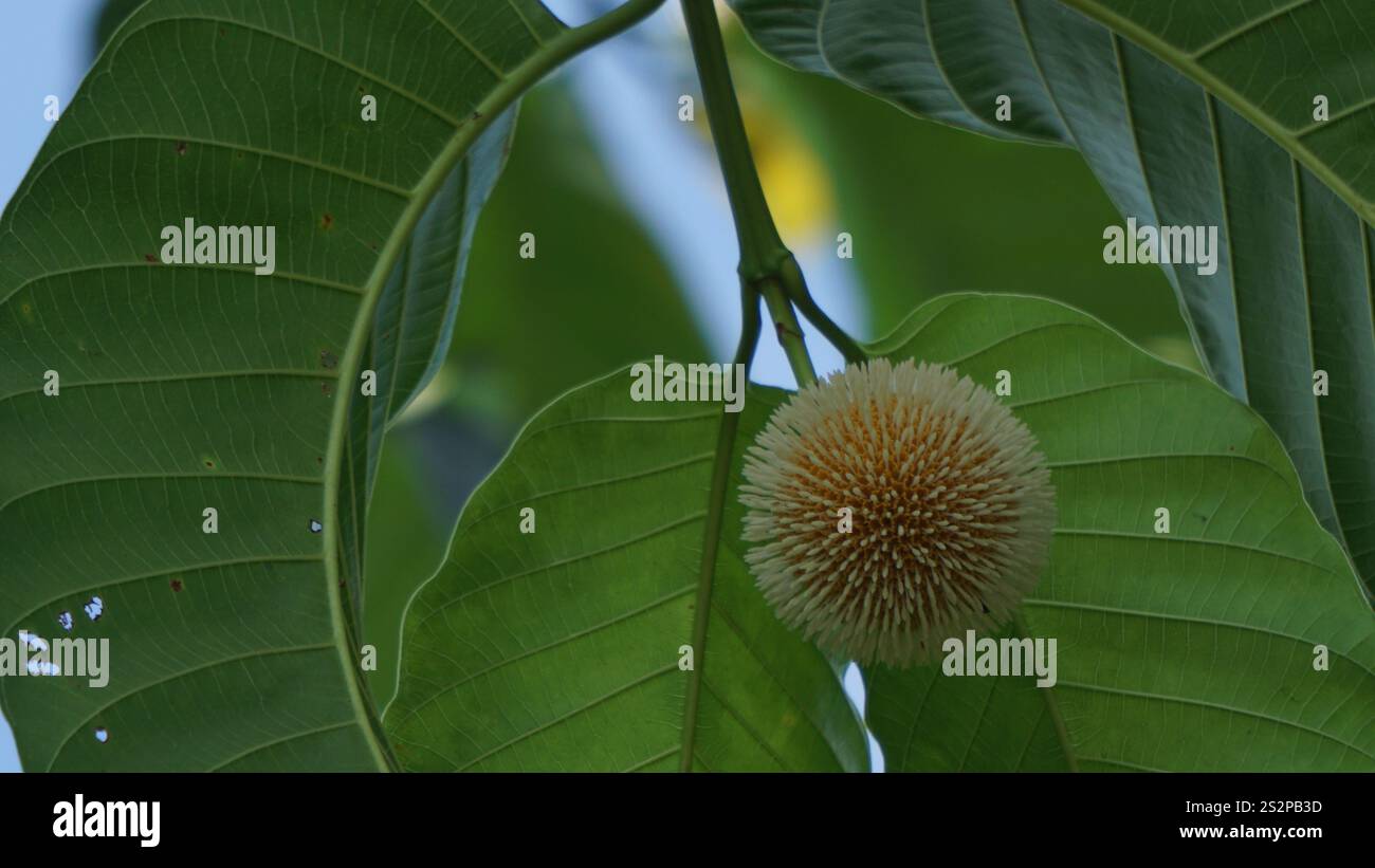 Neolamarckia cadamba (Jabon, Nauclea cadamba, burflower-tree, laran ...