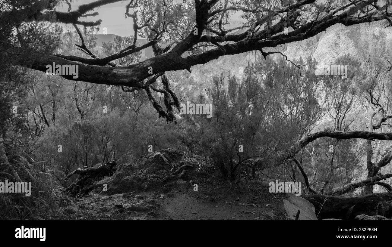 Monochrome view of a dense forest with intertwining tree branches and ...