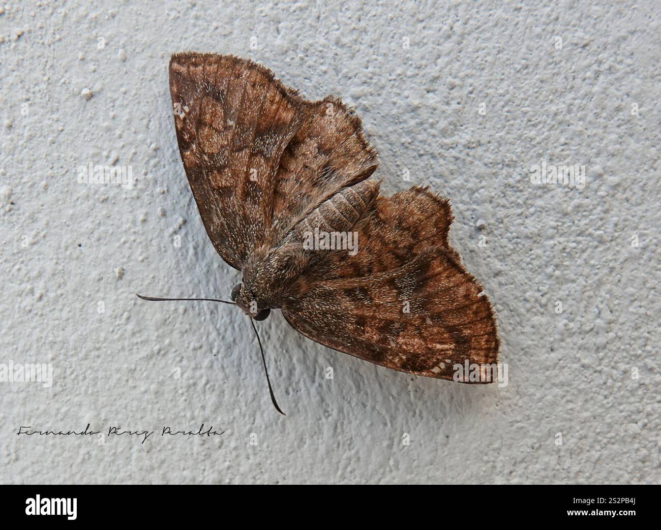 Common Spurwing (Antigonus erosus Stock Photo - Alamy