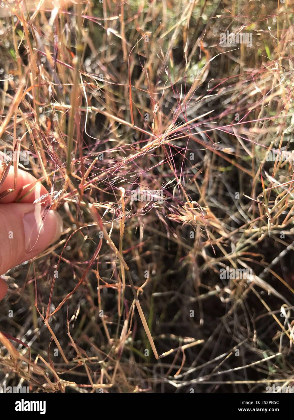 Bush Muhly (Muhlenbergia porteri Stock Photo - Alamy