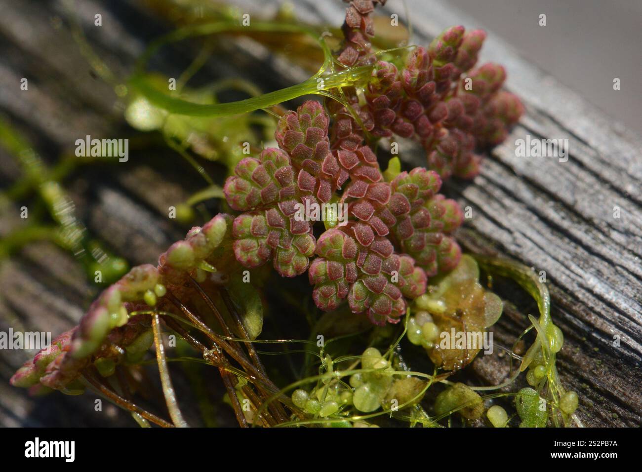 water fern (Azolla filiculoides Stock Photo - Alamy