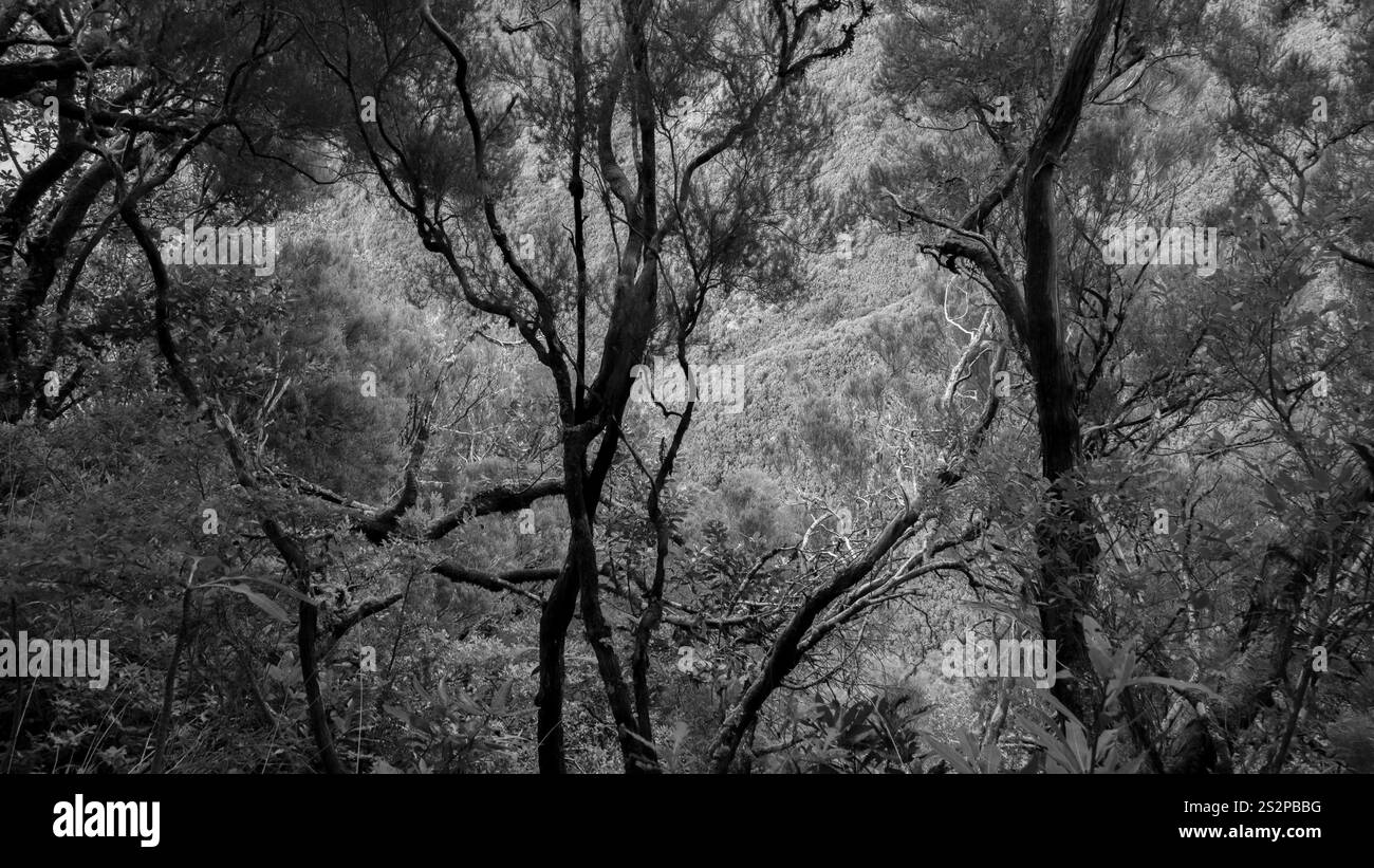 A black-and-white photograph of a dense forest, with twisted tree ...