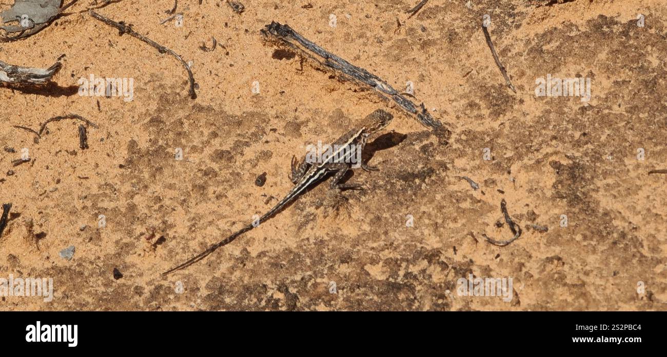 eastern mallee dragon (Ctenophorus spinodomus Stock Photo - Alamy