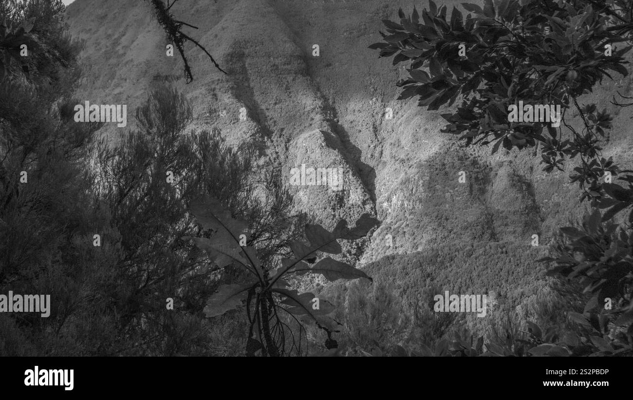 Landscape dense rugged forest Black and White Stock Photos & Images - Alamy