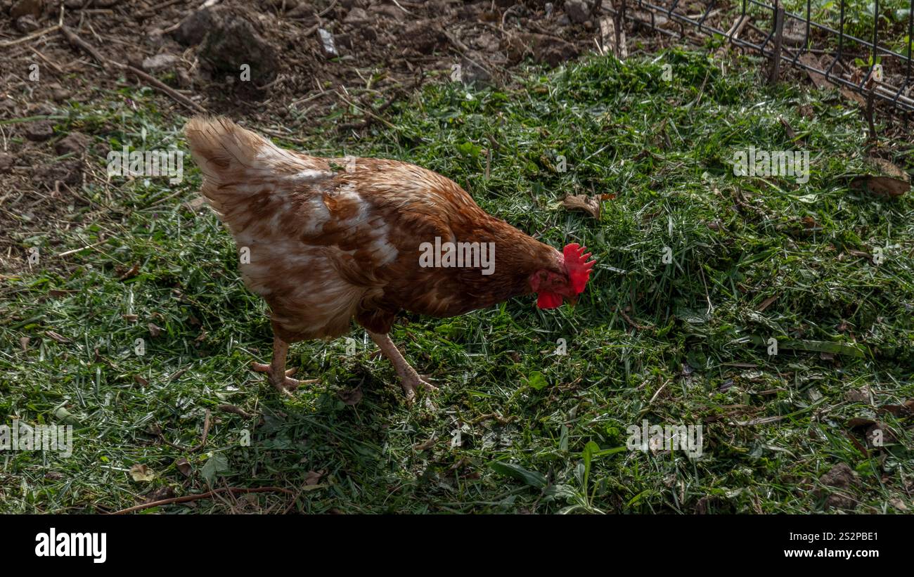A brown hen pecking at the grass in a rural setting, surrounded by ...