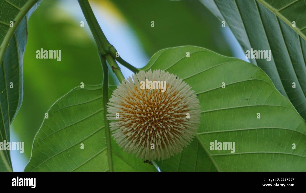 Neolamarckia cadamba (Jabon, Nauclea cadamba, burflower-tree, laran ...