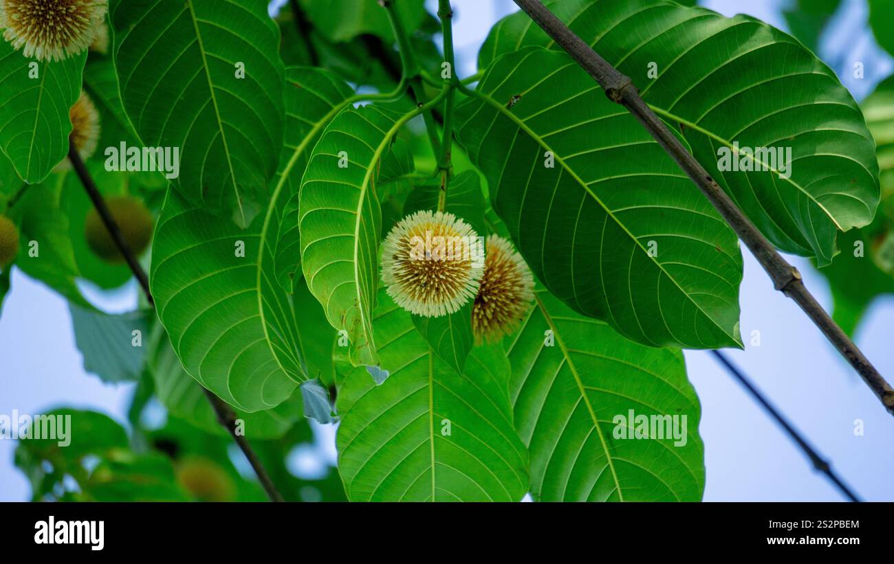 Neolamarckia cadamba (Jabon, Nauclea cadamba, burflower-tree, laran ...