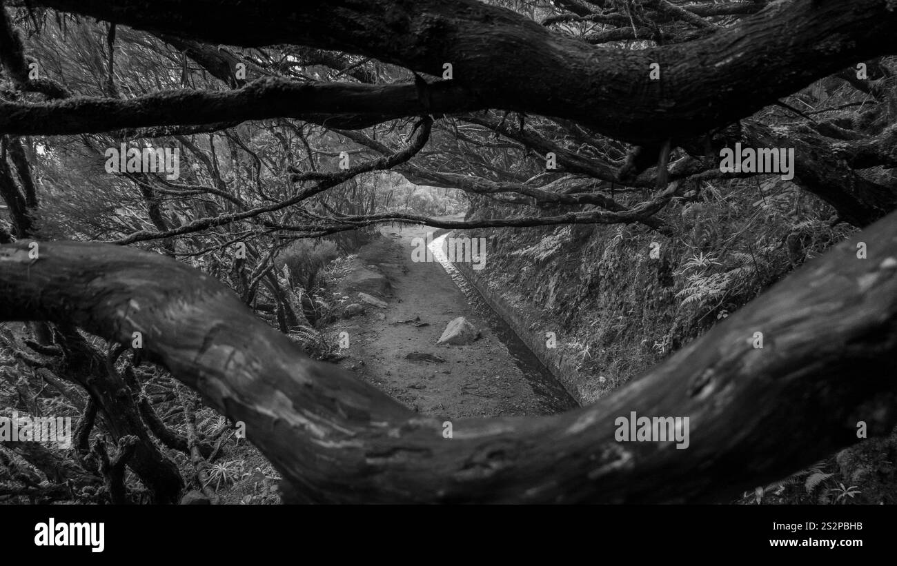 Twisted tree branches creating hi-res stock photography and images - Alamy