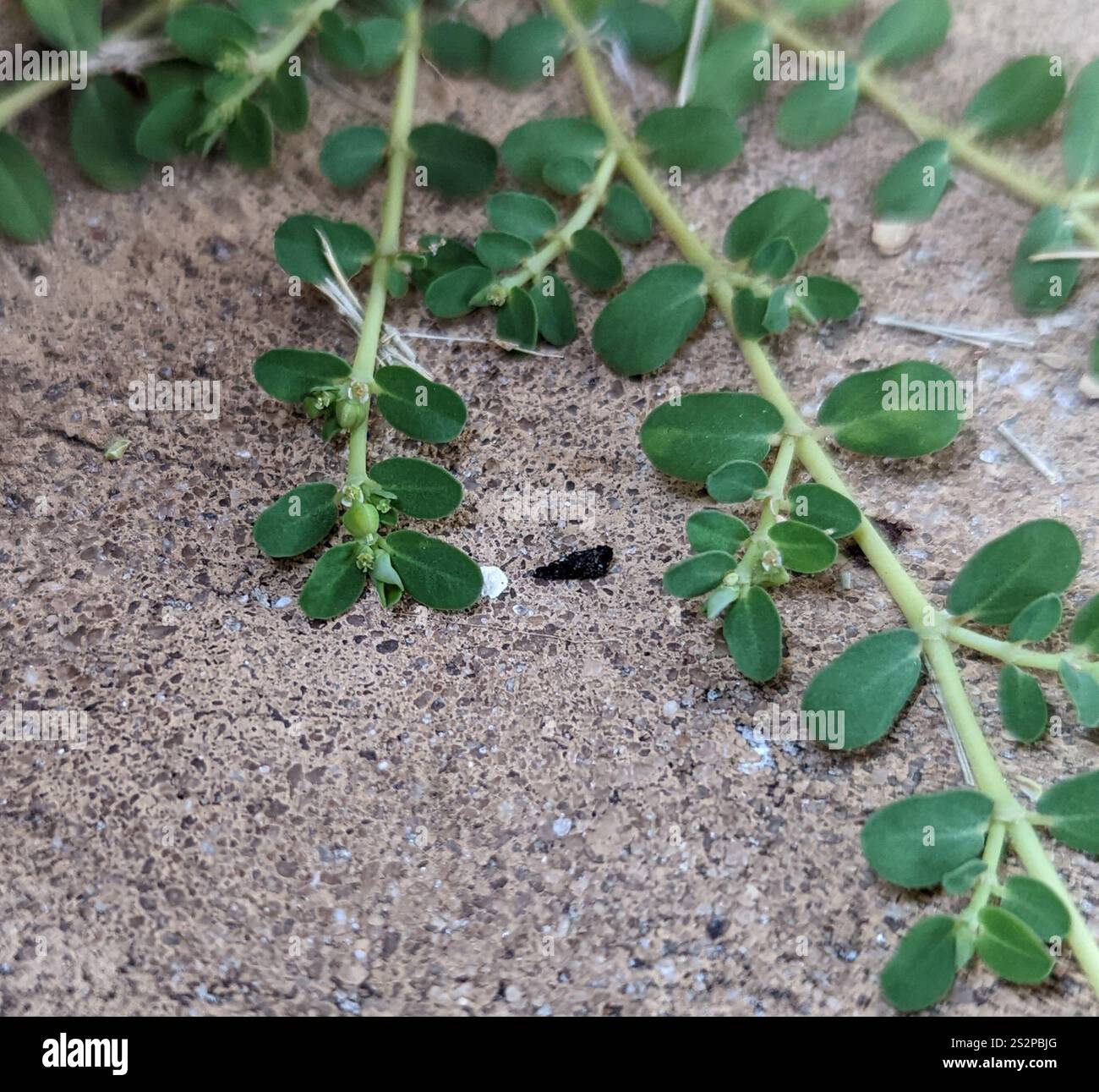 limestone sandmat (Euphorbia blodgettii Stock Photo - Alamy