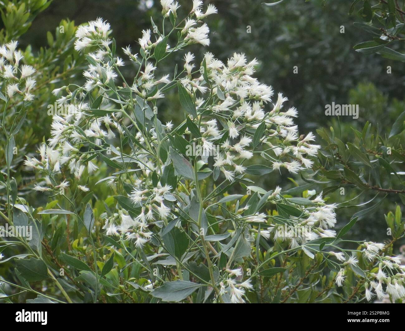 groundsel tree (Baccharis halimifolia Stock Photo - Alamy