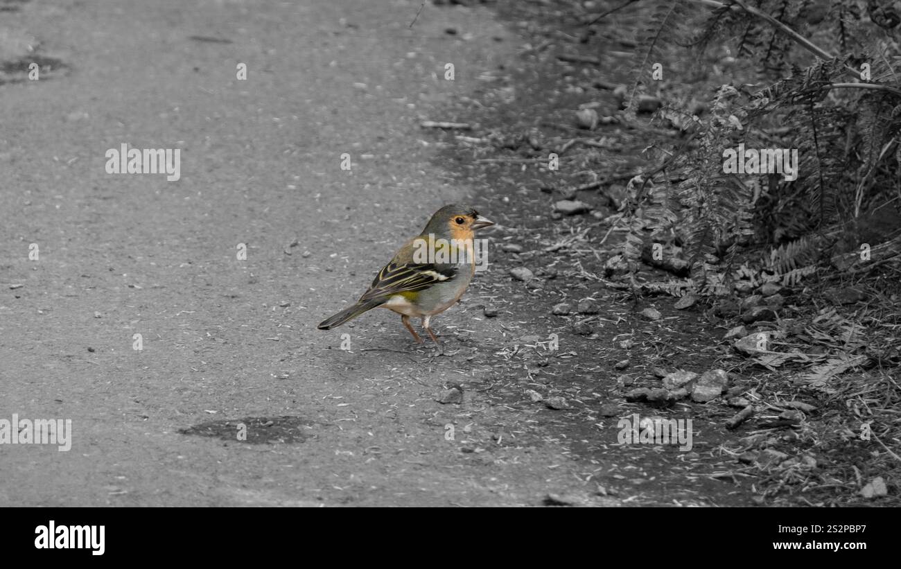 A small colorful bird standing on a forest path, surrounded by earthy ...
