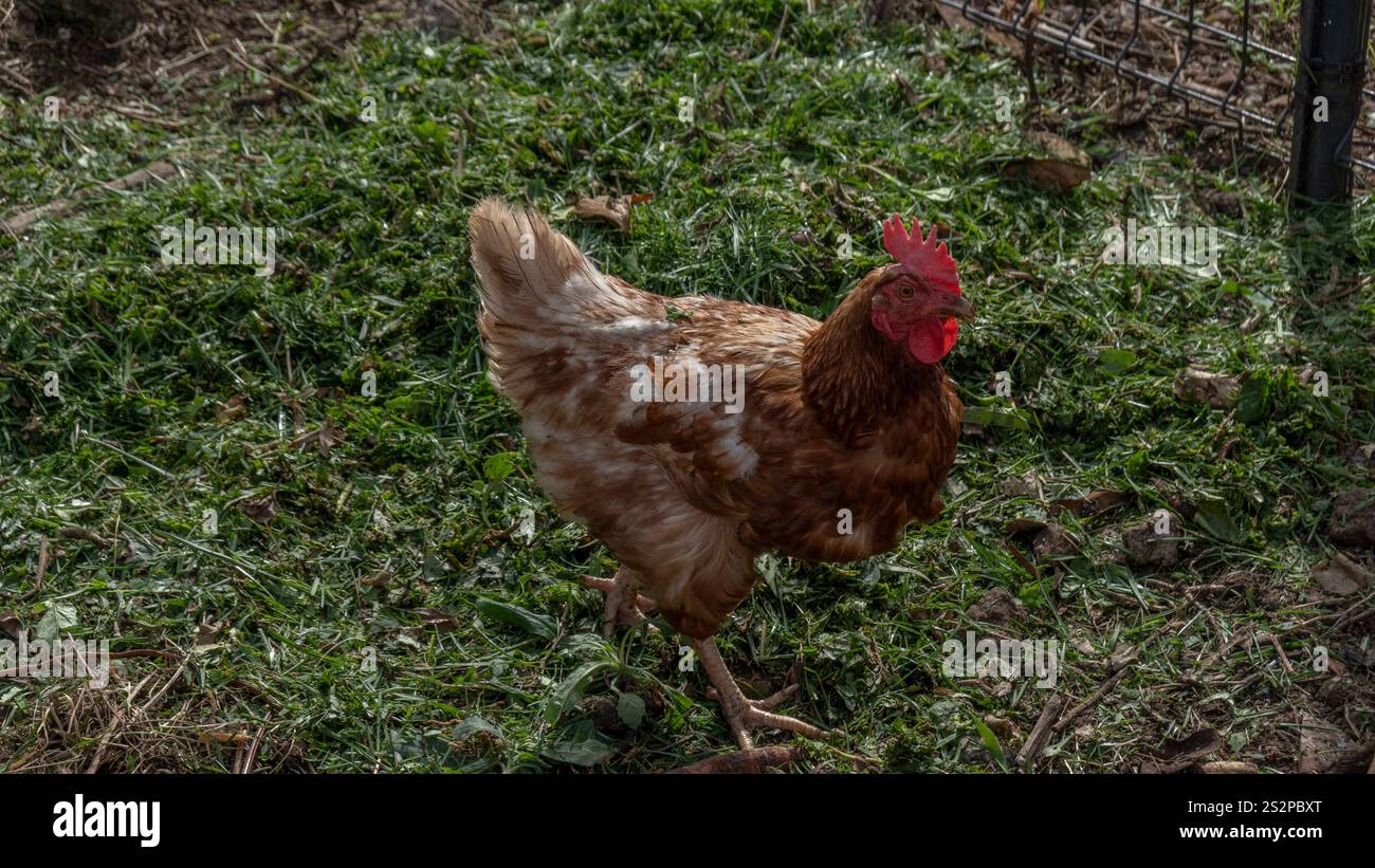 A brown hen with a red comb walking on green grass in an outdoor farm ...