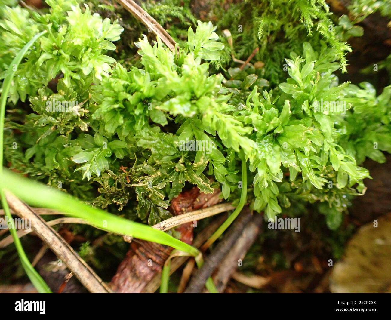 Palm-tree Moss (Plagiomnium undulatum Stock Photo - Alamy