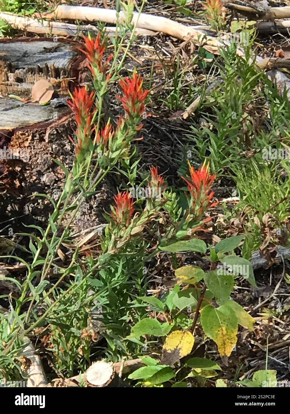 Giant Red Paintbrush (Castilleja miniata miniata Stock Photo - Alamy
