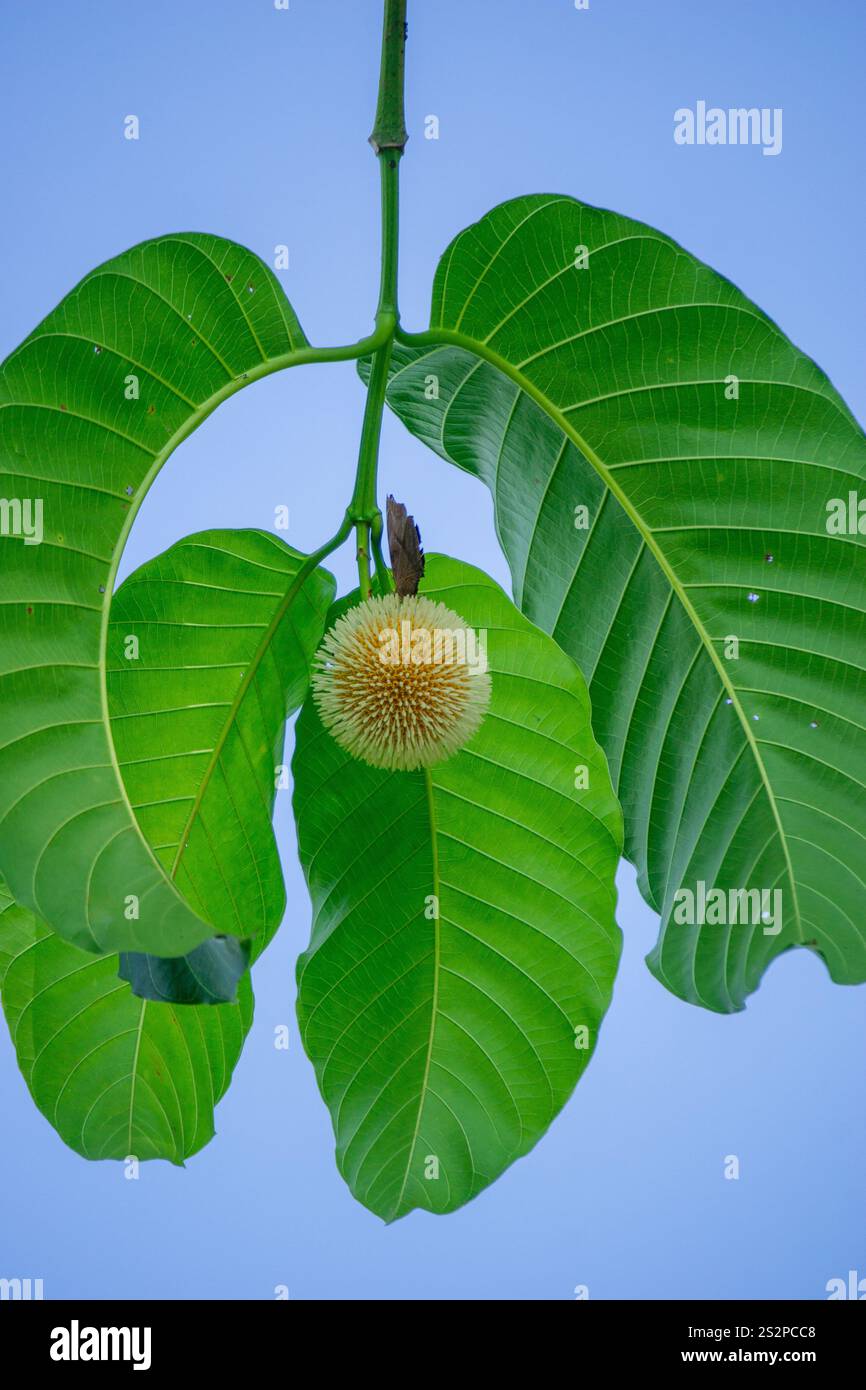 Neolamarckia cadamba (Jabon, Nauclea cadamba, burflower-tree, laran ...
