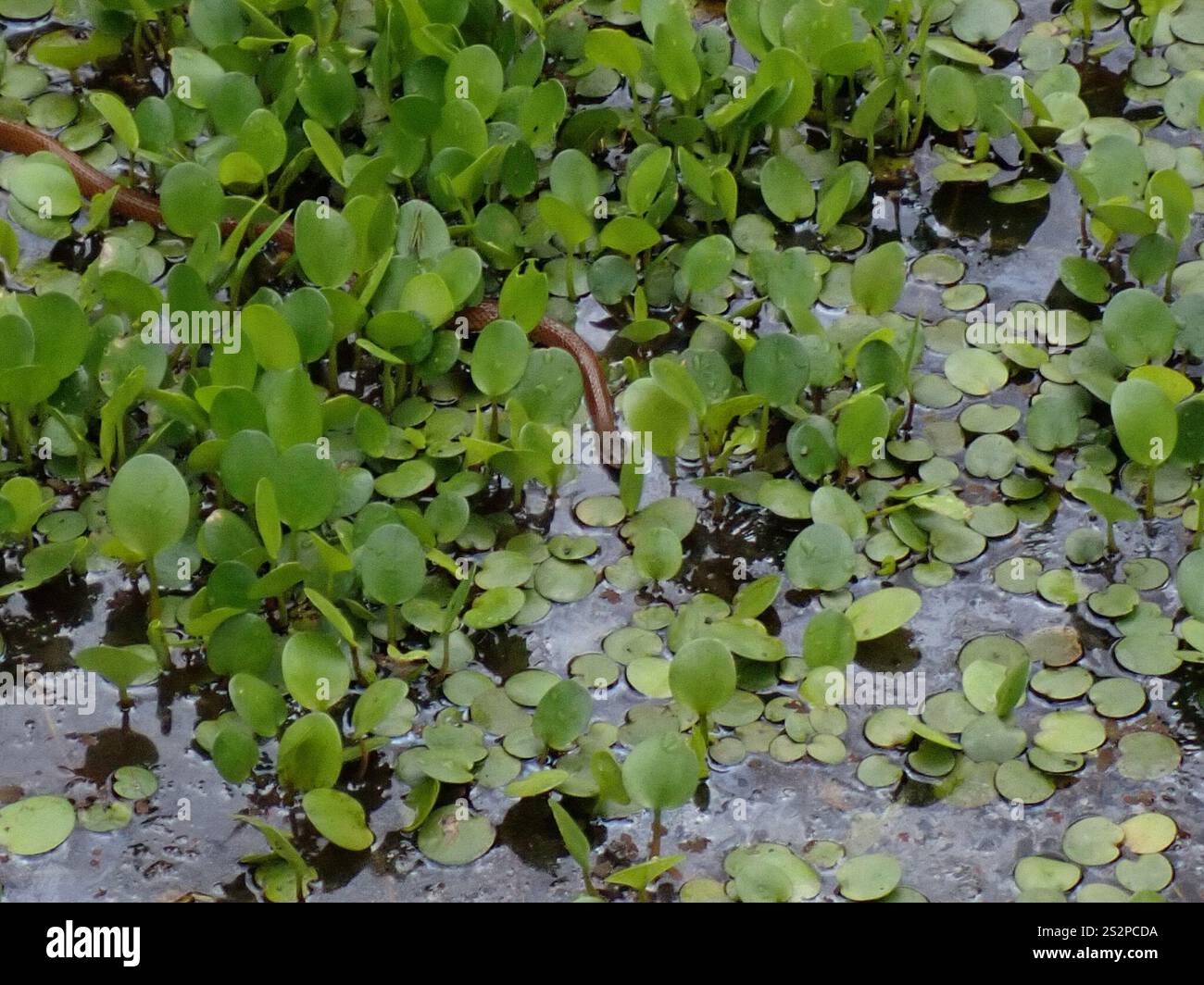 Australian Keelback (Tropidonophis mairii mairii Stock Photo - Alamy