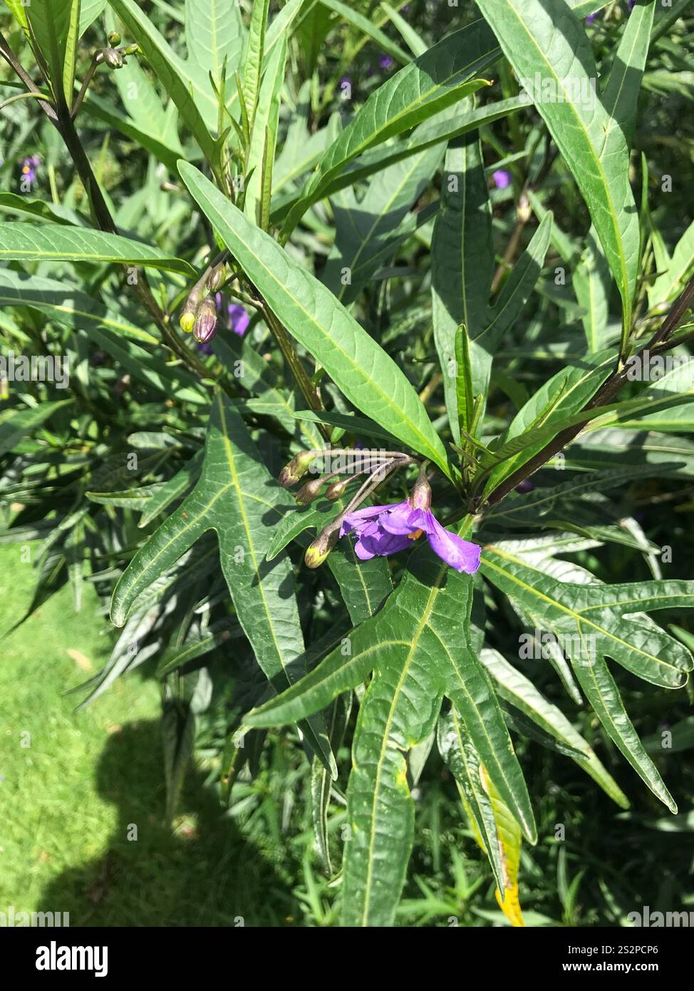kangaroo-apple (Solanum laciniatum Stock Photo - Alamy