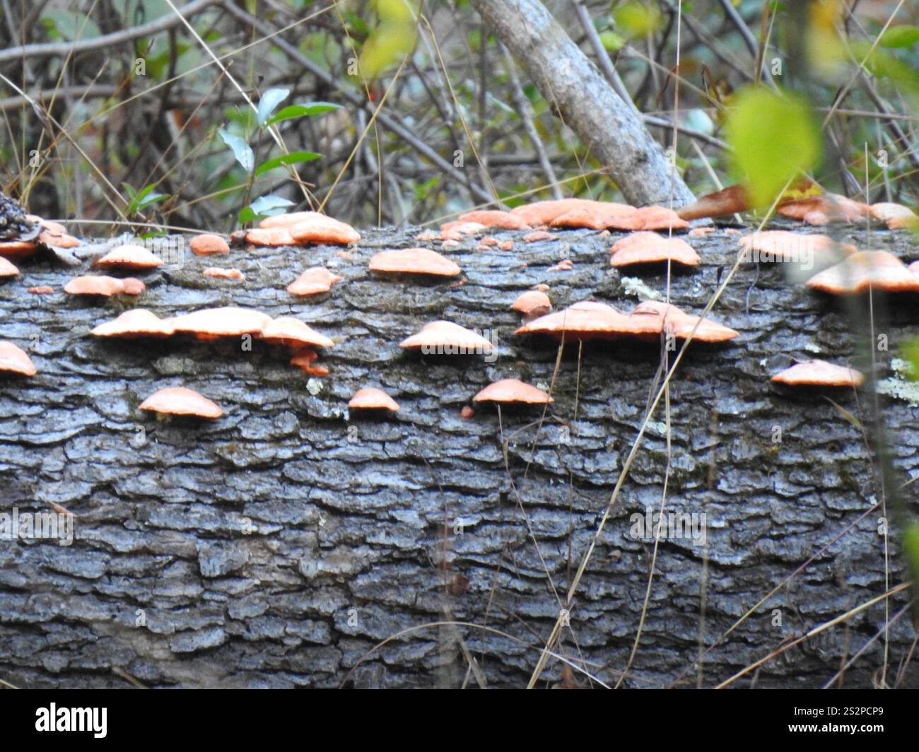 Northern Cinnabar Polypore (Trametes cinnabarina Stock Photo - Alamy