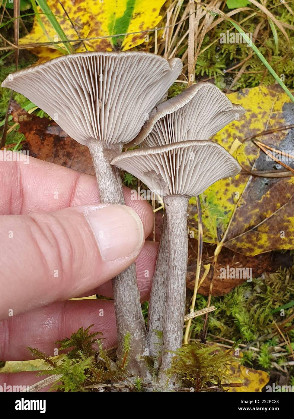 The Goblet (Pseudoclitocybe cyathiformis Stock Photo - Alamy