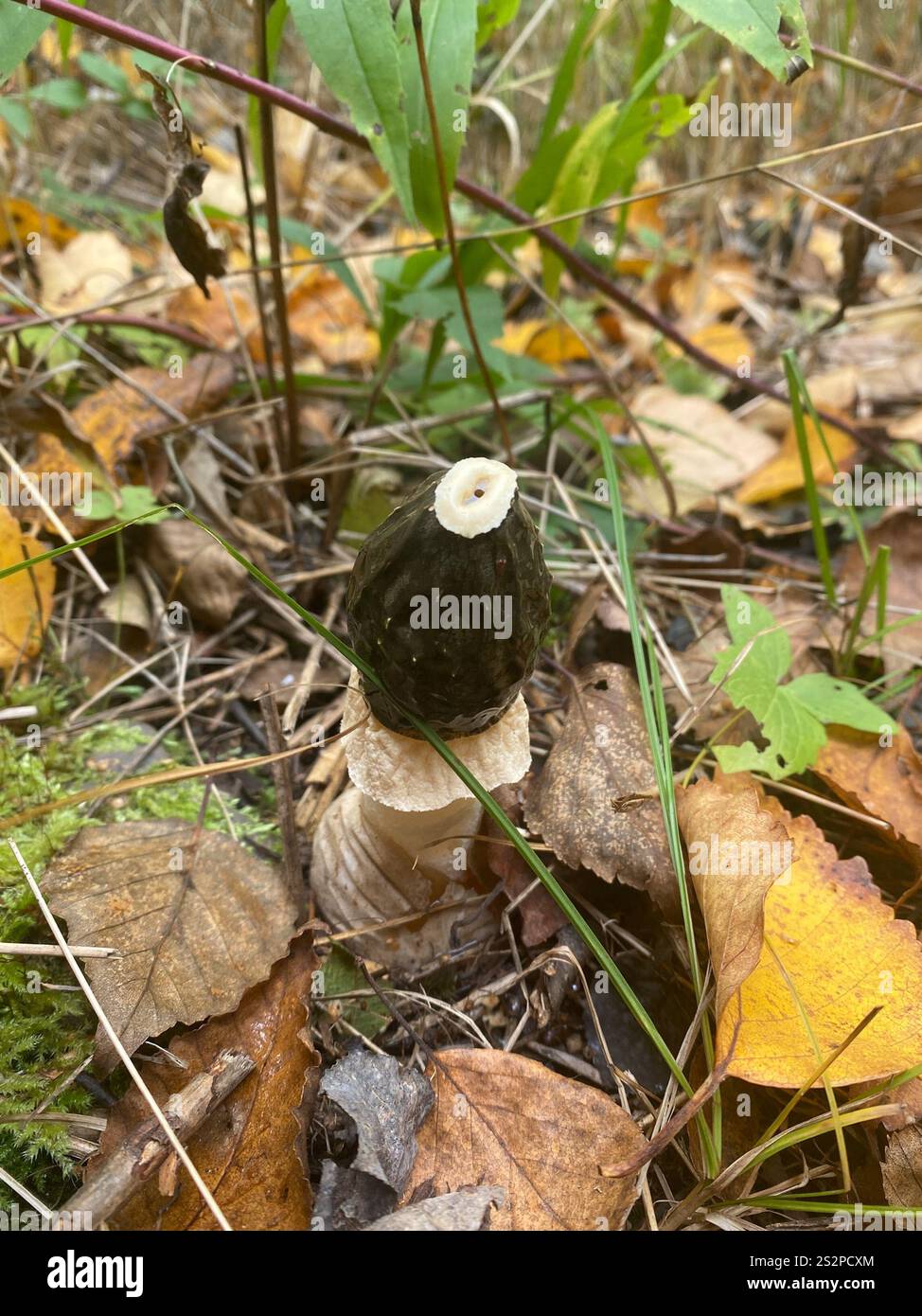 Skirted Stinkhorn (Phallus duplicatus Stock Photo - Alamy