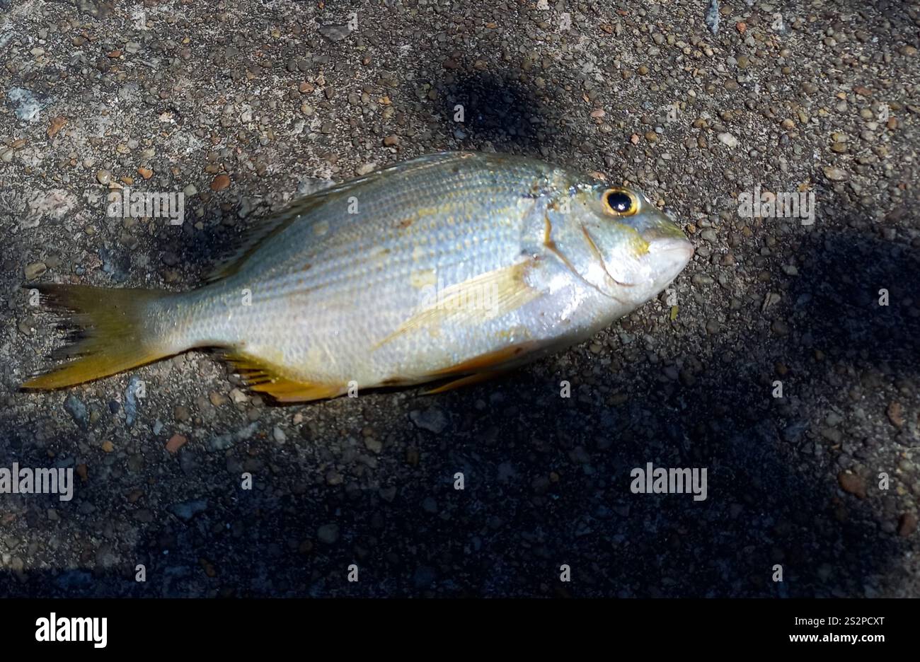 Tarwhine hi-res stock photography and images - Alamy