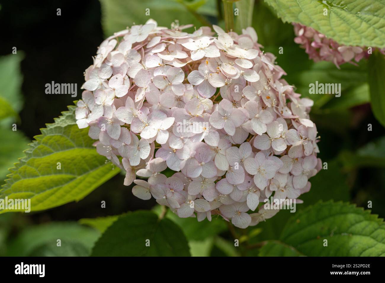 Hydrangea arborescens Candybelle Lollypop (Bubblegum) flowers in garden ...