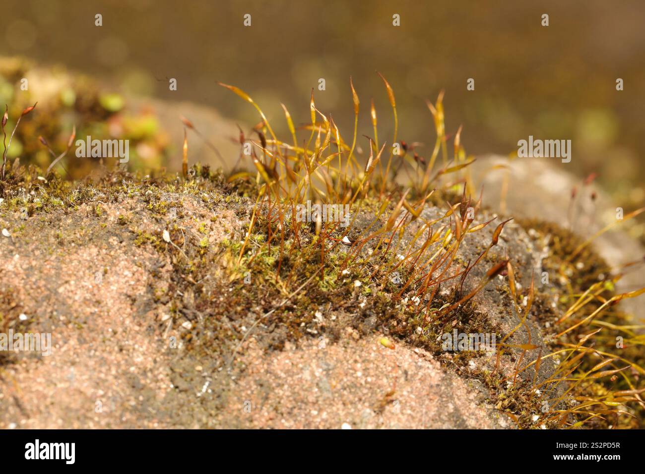 Wall Screw-moss (Tortula muralis Stock Photo - Alamy
