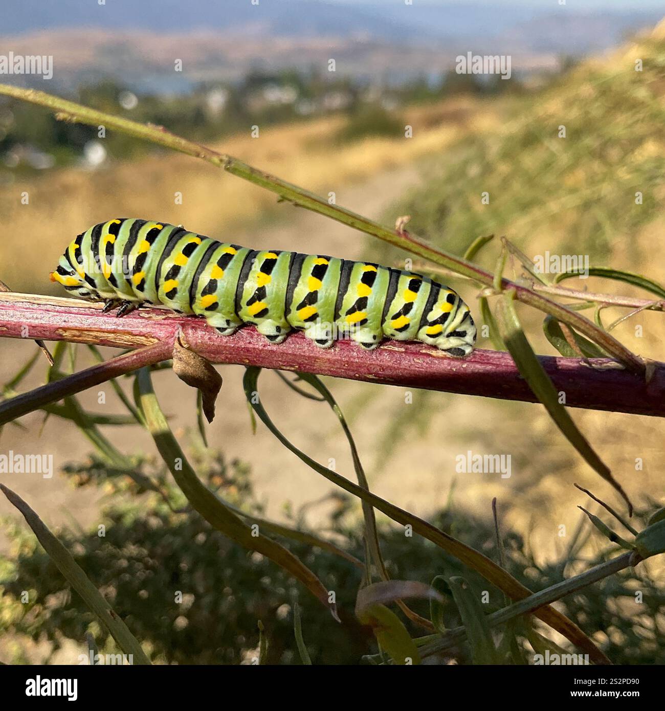 Oregon Swallowtail (Papilio bairdii oregonia Stock Photo - Alamy