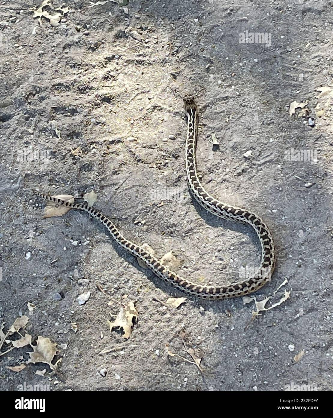 Pacific Gopher Snake (Pituophis catenifer catenifer Stock Photo - Alamy
