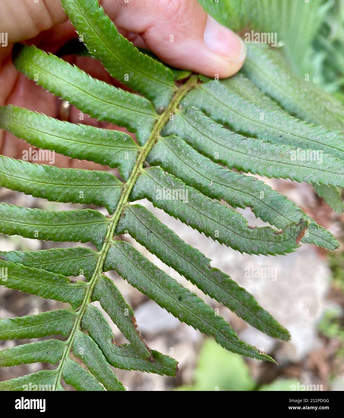 western sword fern (Polystichum munitum Stock Photo - Alamy