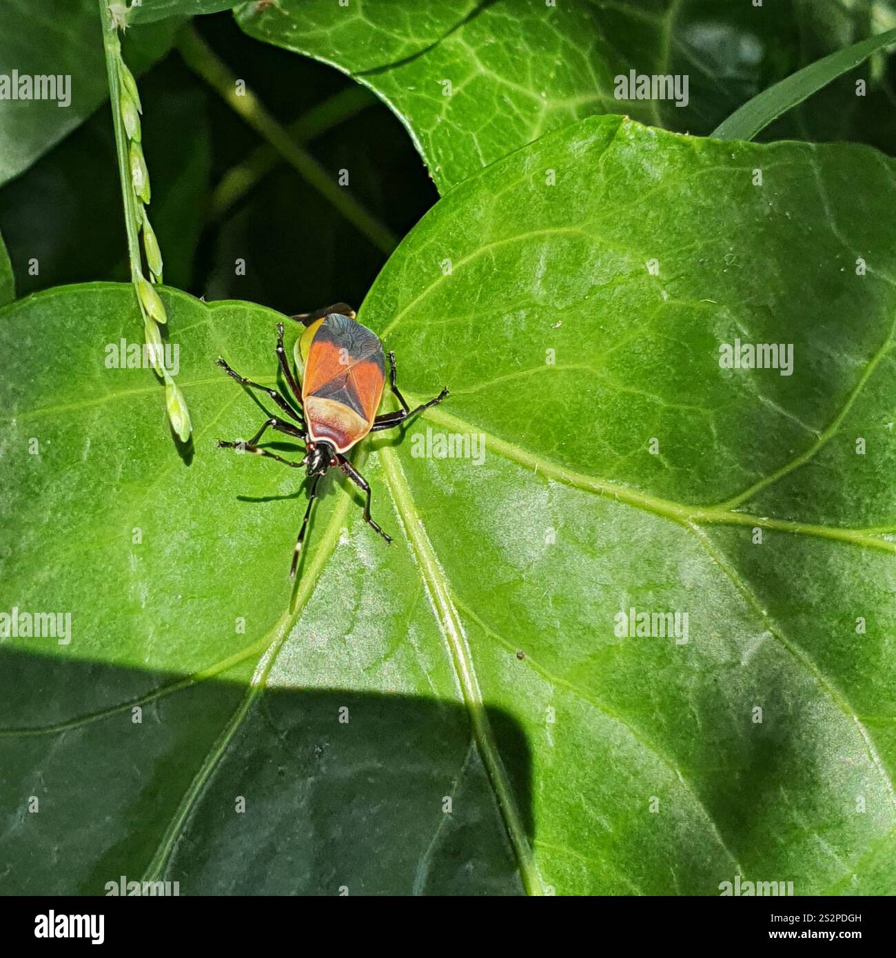 Harlequin Red Bug (Dindymus versicolor Stock Photo - Alamy