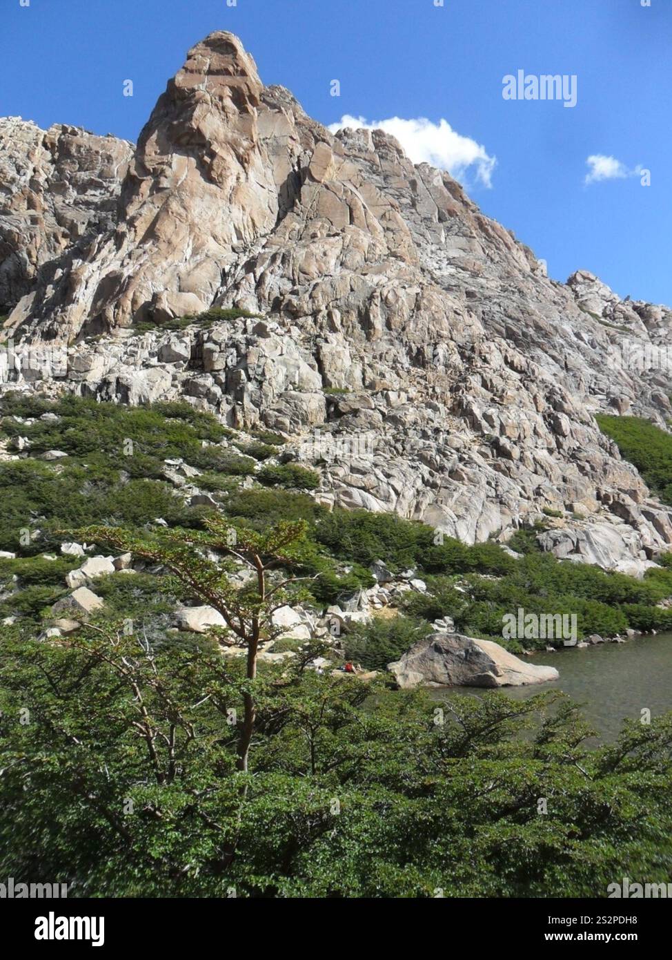 Southern Beeches (Nothofagus Stock Photo - Alamy