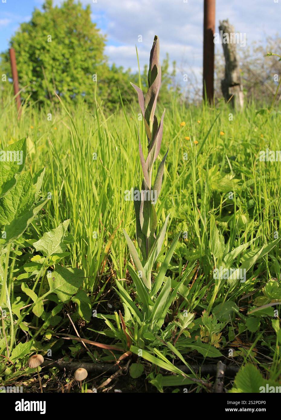 Tower Mustard (Turritis glabra Stock Photo - Alamy