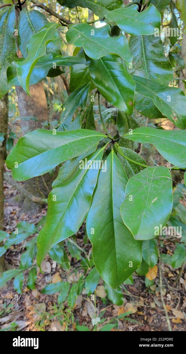 southern magnolia (Magnolia grandiflora Stock Photo - Alamy