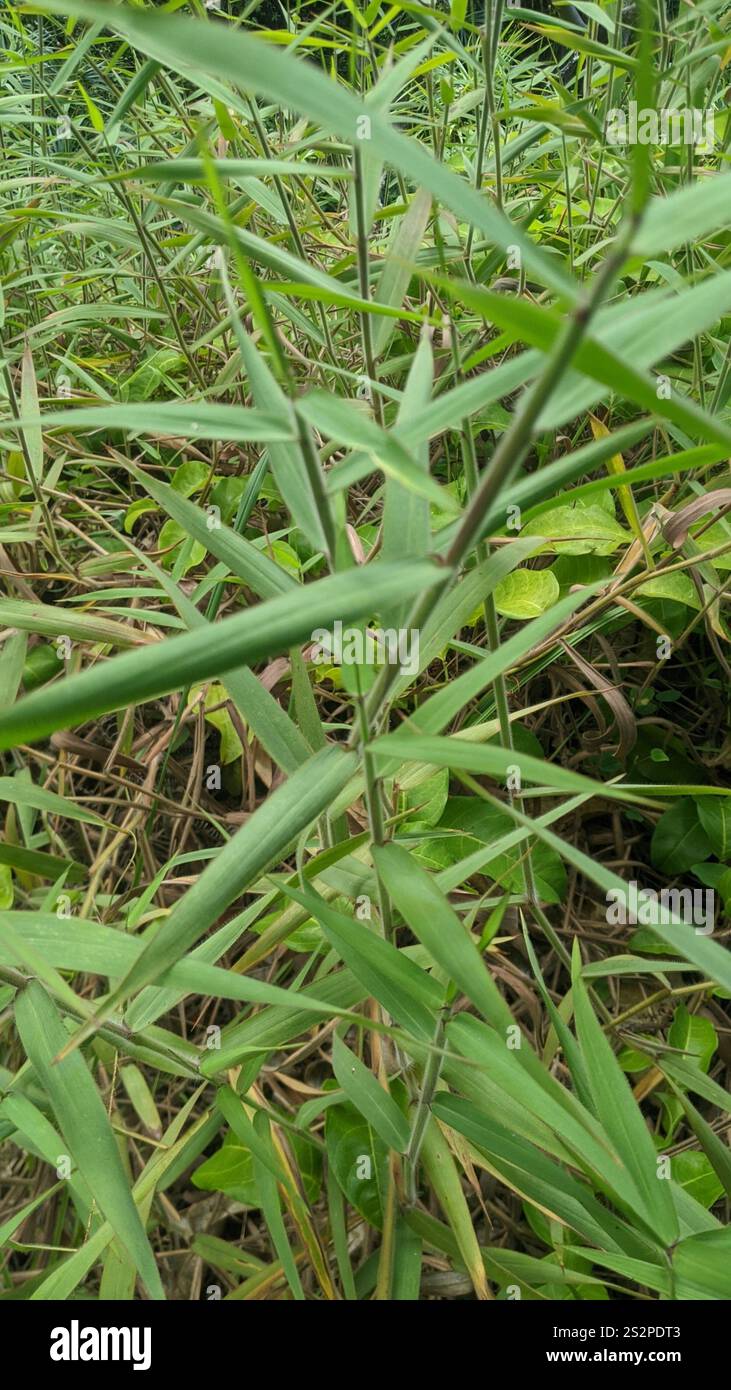 Molasses Grass (Melinis minutiflora Stock Photo - Alamy