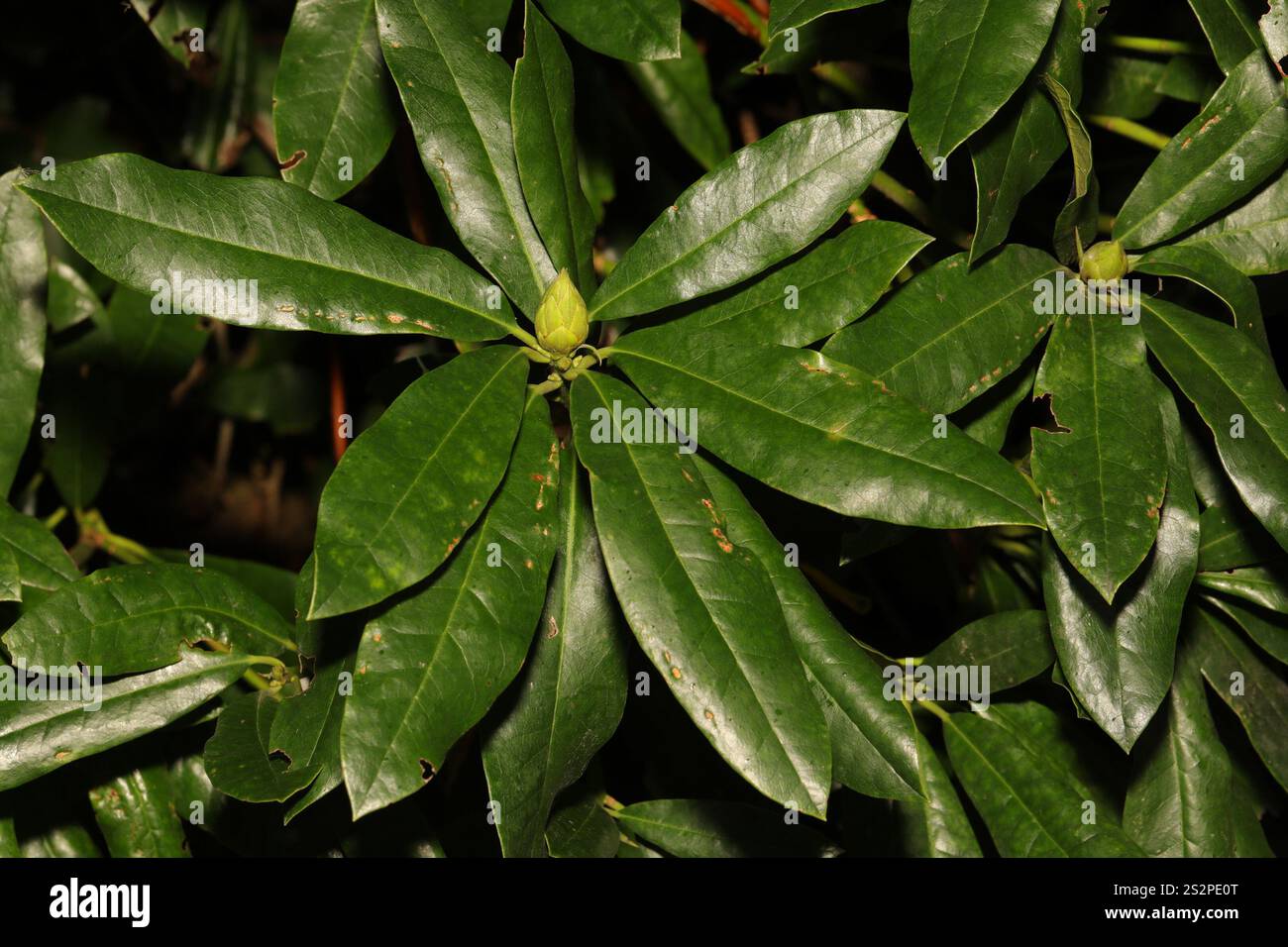 Common Rhododendron (Rhododendron ponticum Stock Photo - Alamy