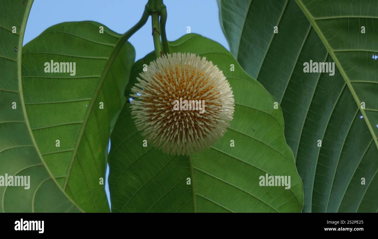 Neolamarckia cadamba (Jabon, Nauclea cadamba, burflower-tree, laran ...