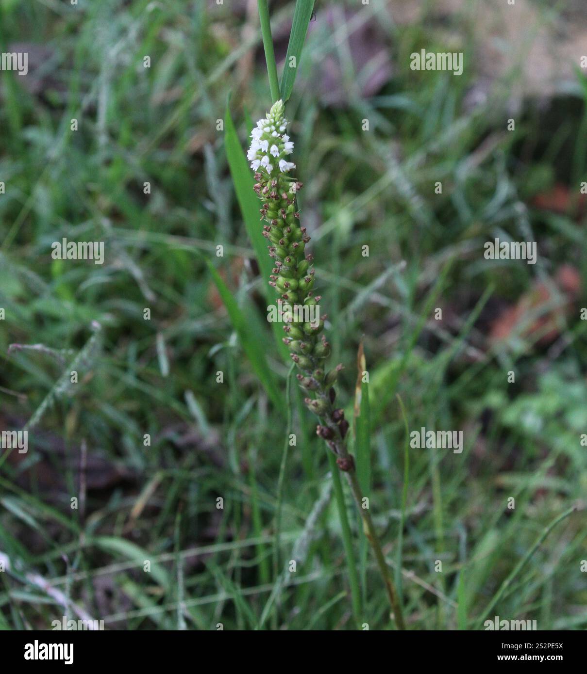 Ponthieva fertilis hi-res stock photography and images - Alamy