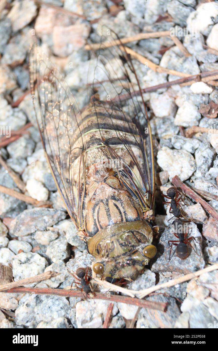 Giant Cicada (Quesada gigas Stock Photo - Alamy