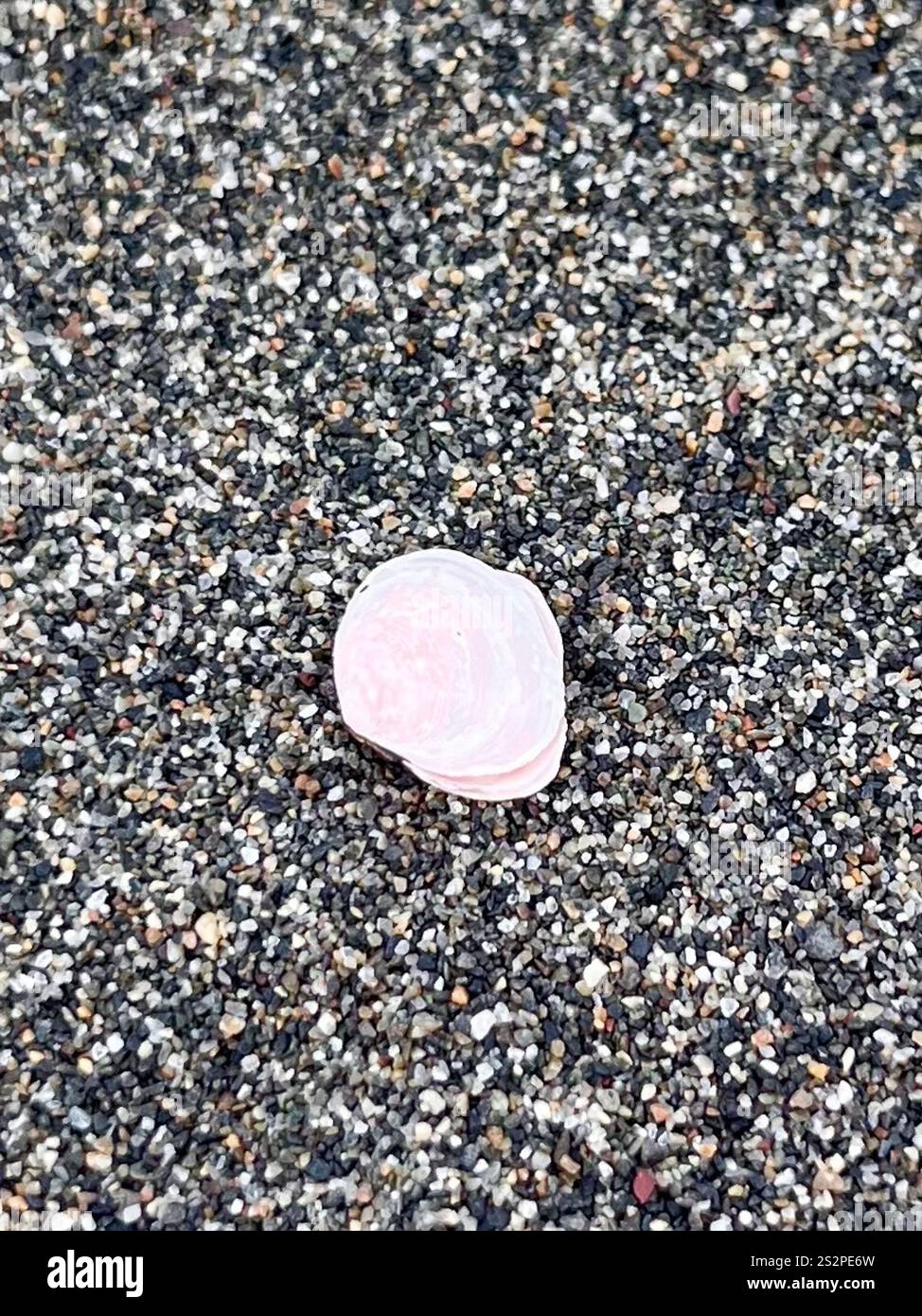 Baltic Macoma (Macoma balthica Stock Photo - Alamy