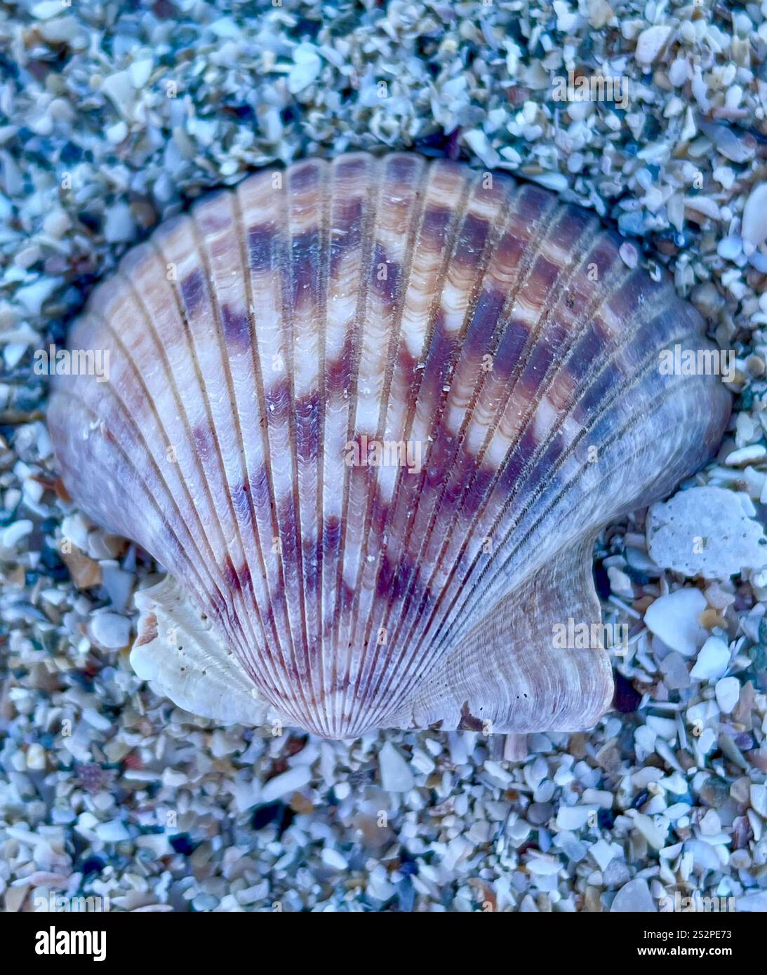 Pacific Calico Scallop (Argopecten ventricosus Stock Photo - Alamy