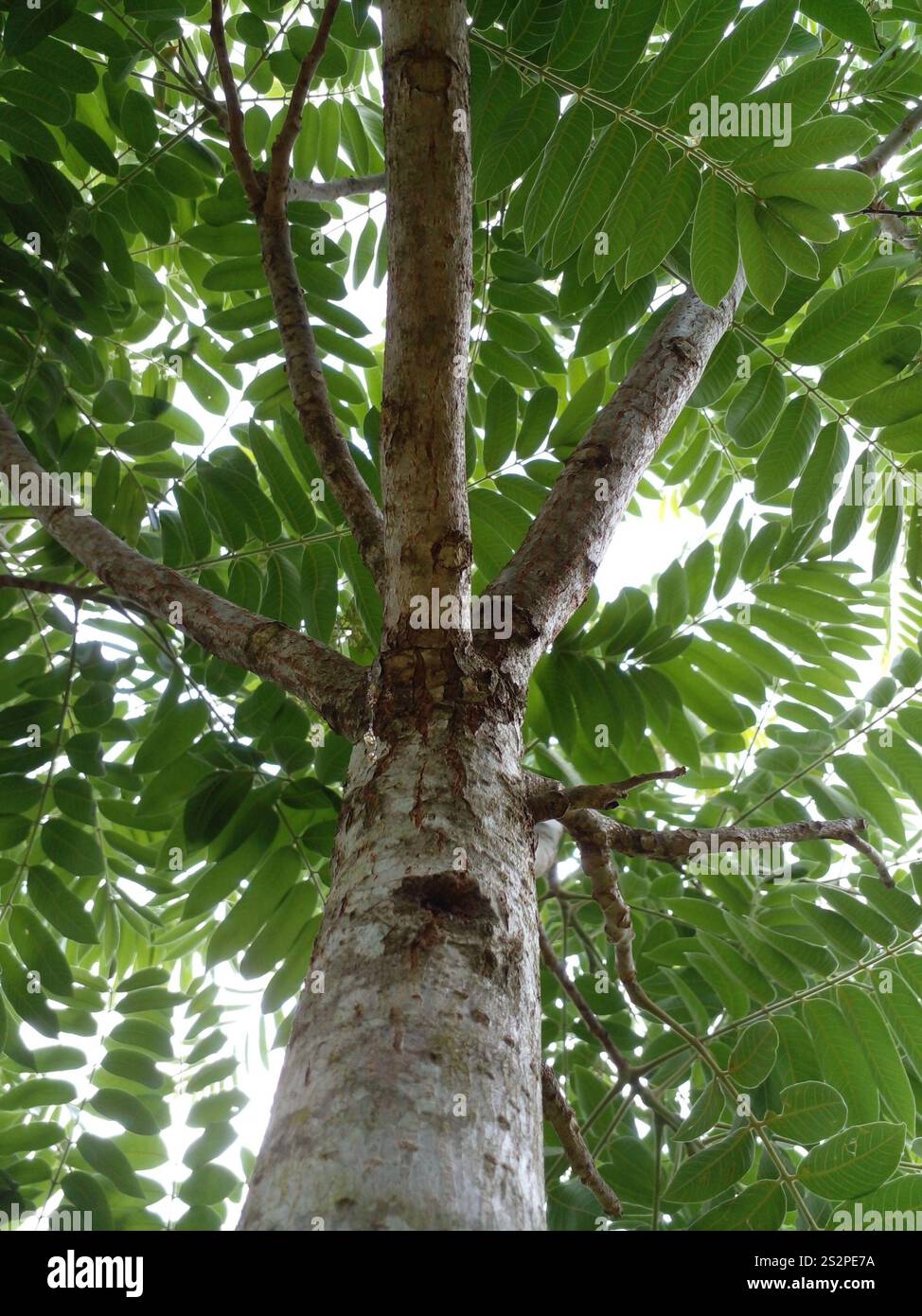 Brazilian Cedarwood (Cedrela fissilis Stock Photo - Alamy