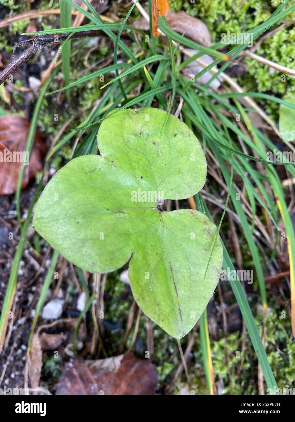 Liverleaf (Hepatica nobilis Stock Photo - Alamy