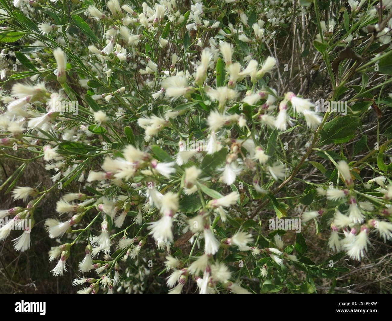 groundsel tree (Baccharis halimifolia Stock Photo - Alamy