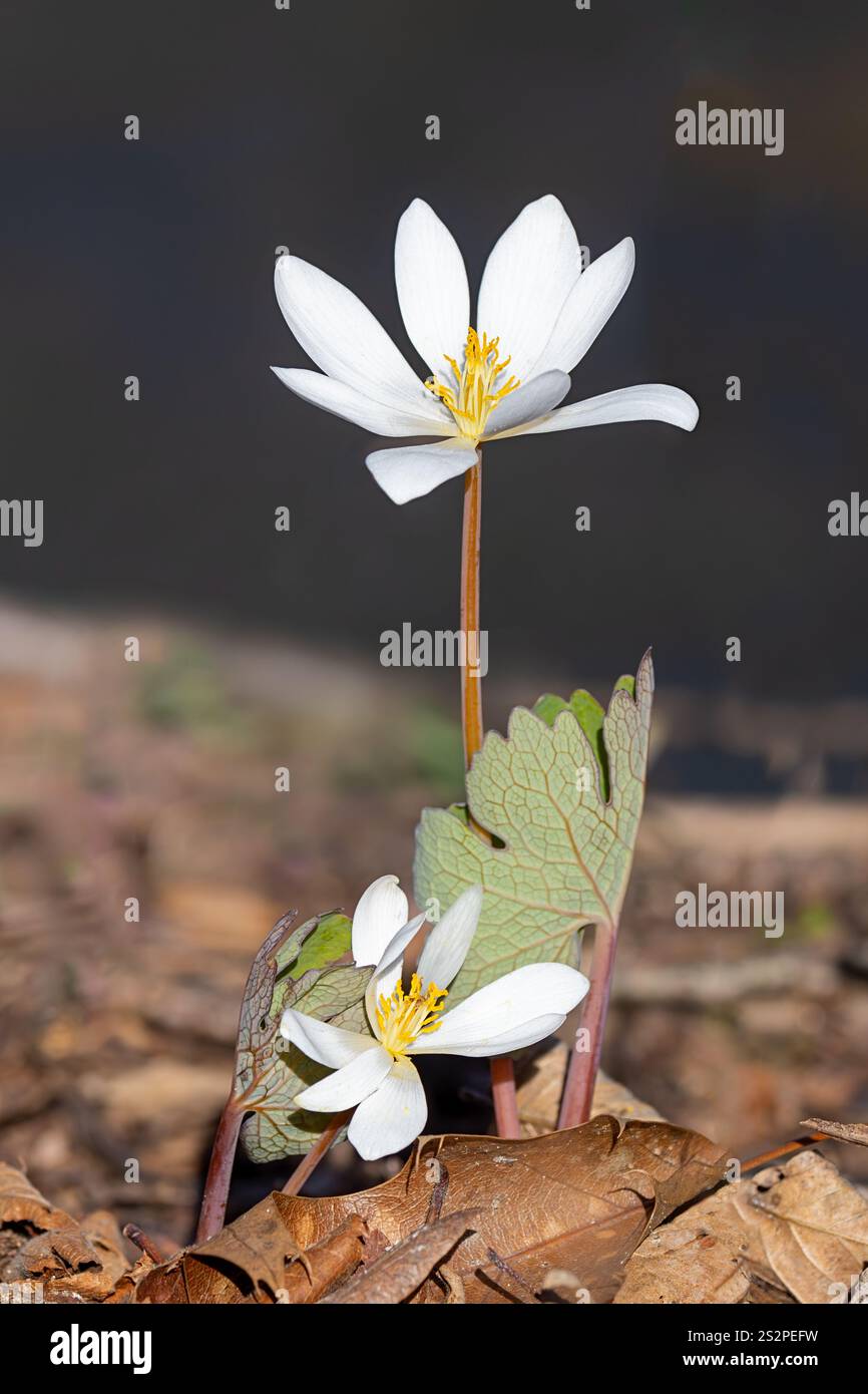 A bloodroot flowers bloom from the leaf litter of the forest floor ...