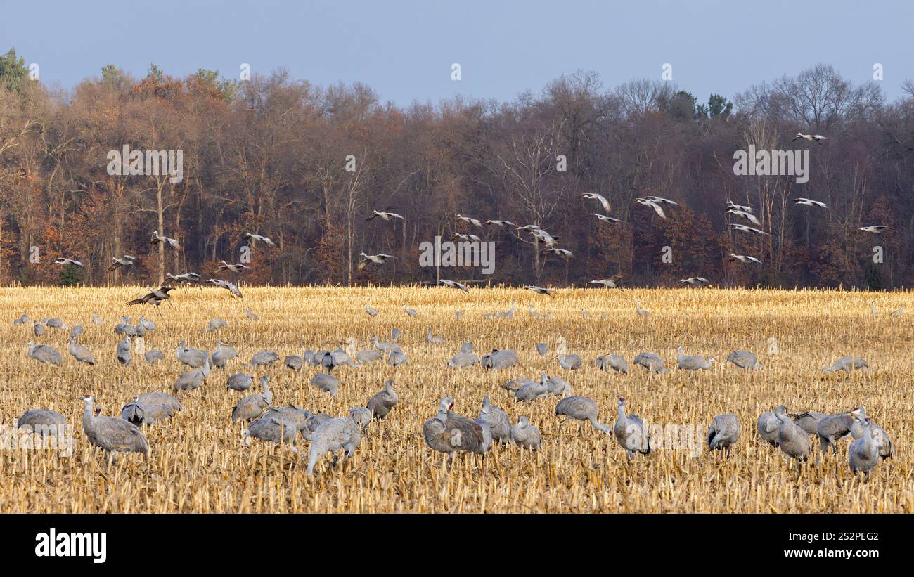 Sandhill cranes glide over and feed in a recently harvested field ...