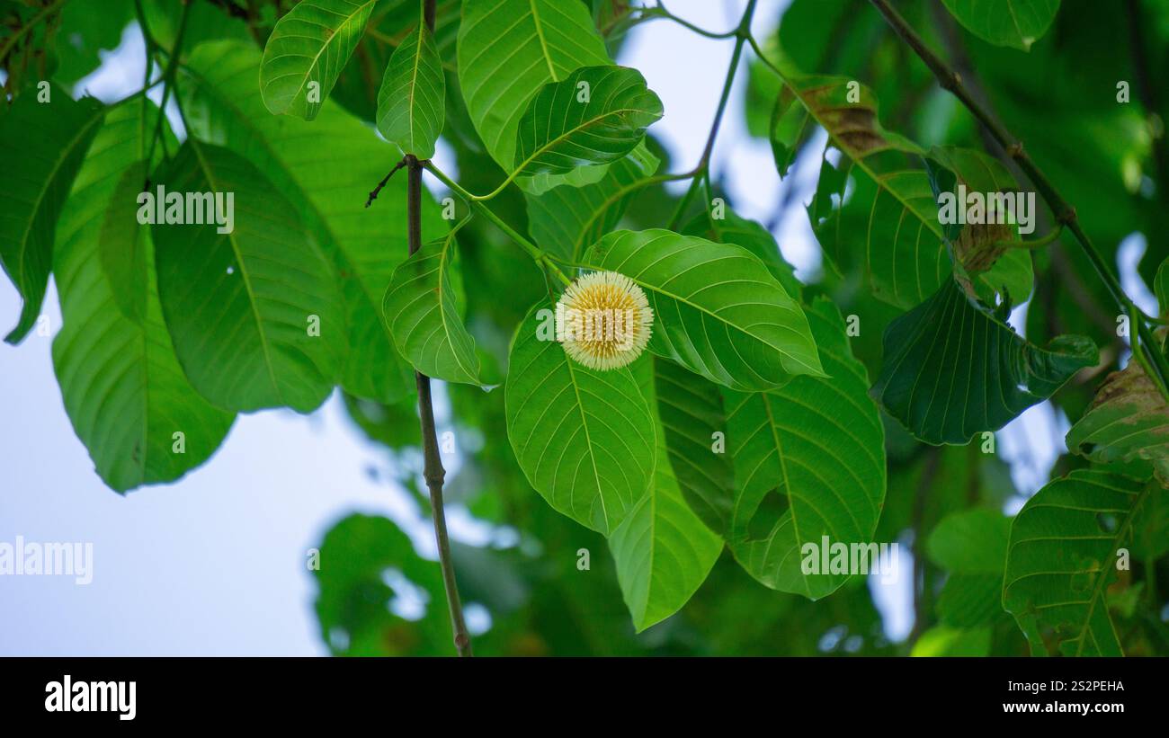Neolamarckia cadamba (Jabon, Nauclea cadamba, burflower-tree, laran ...