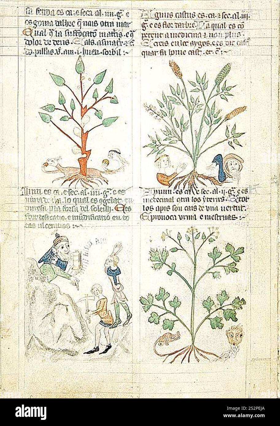 Florence, Pal. 586, f.009v Stock Photo - Alamy