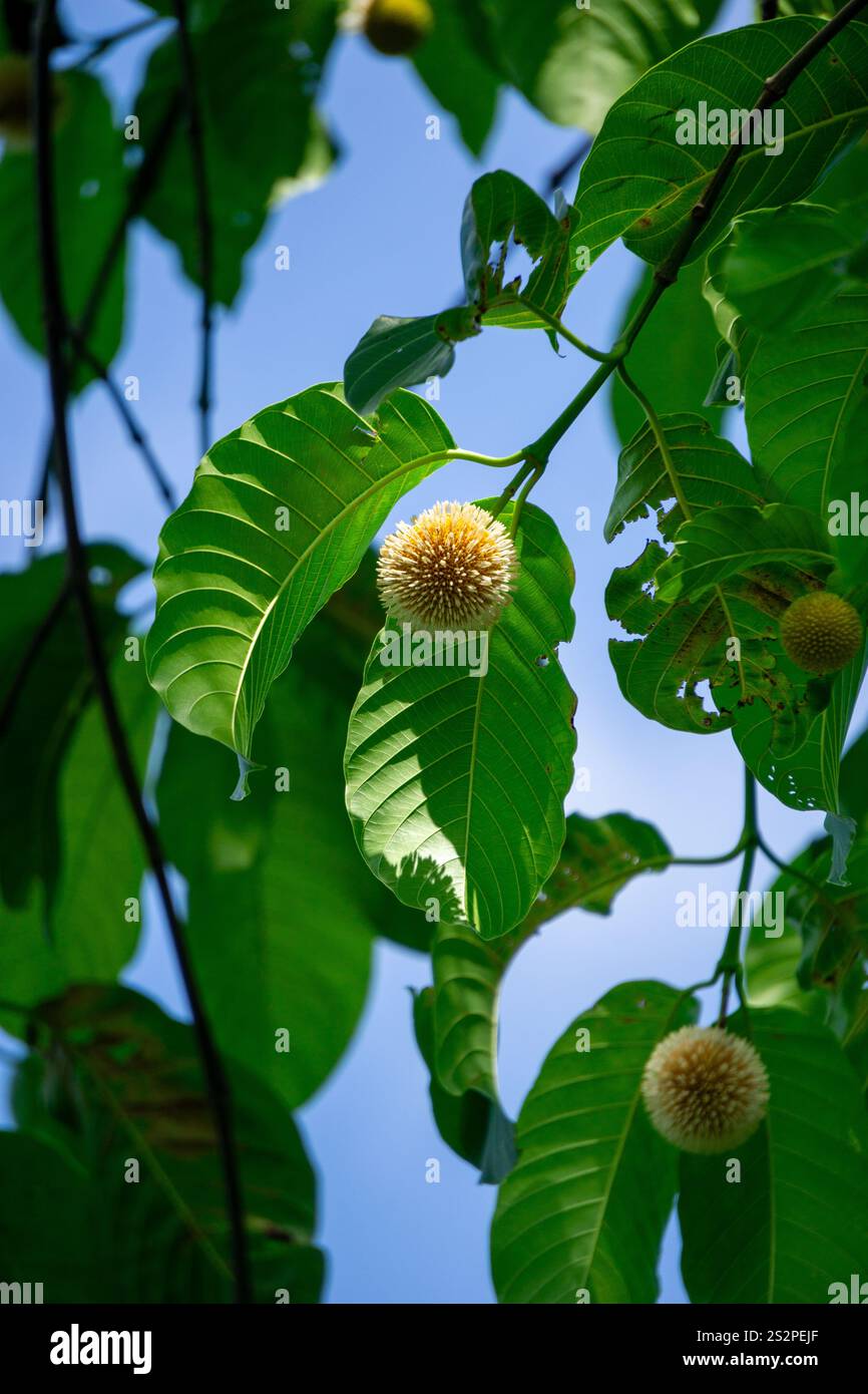 Neolamarckia cadamba (Jabon, Nauclea cadamba, burflower-tree, laran ...