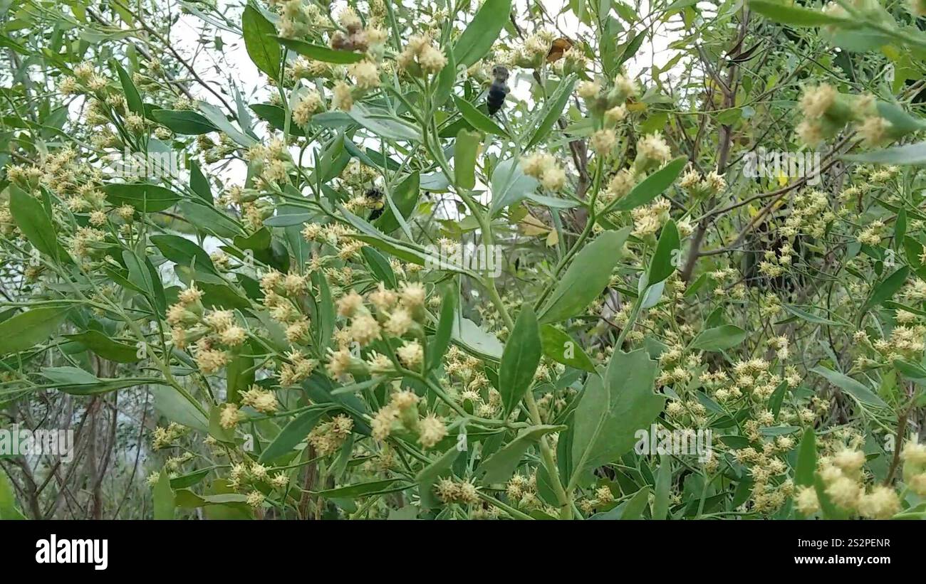 Tiphiid Flower Wasps (Tiphiidae Stock Photo - Alamy